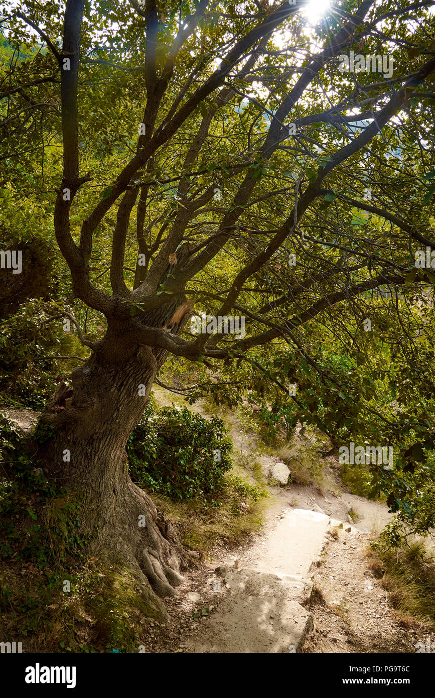 A small tree with long branches Stock Photo - Alamy