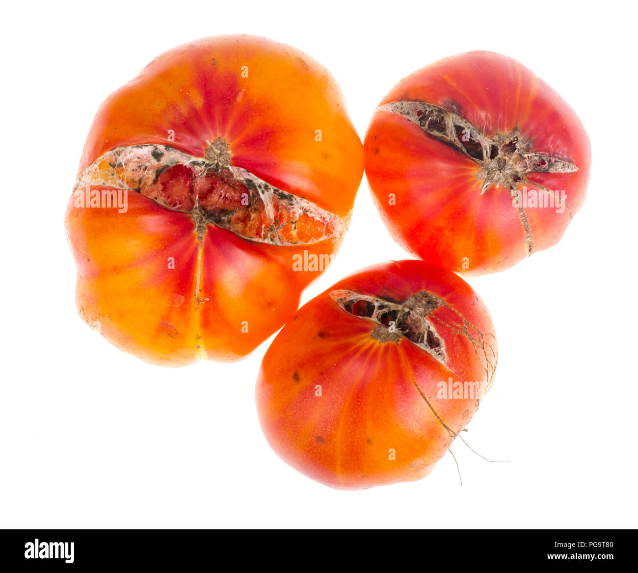 Diseases and damage on tomato fruits. Studio Photo Stock Photo - Alamy