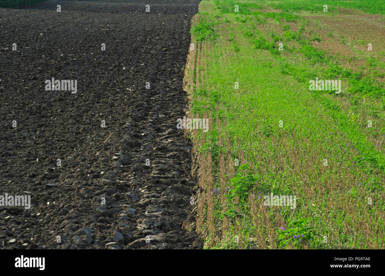 two types of arable land side by side, green on right, black on left ...