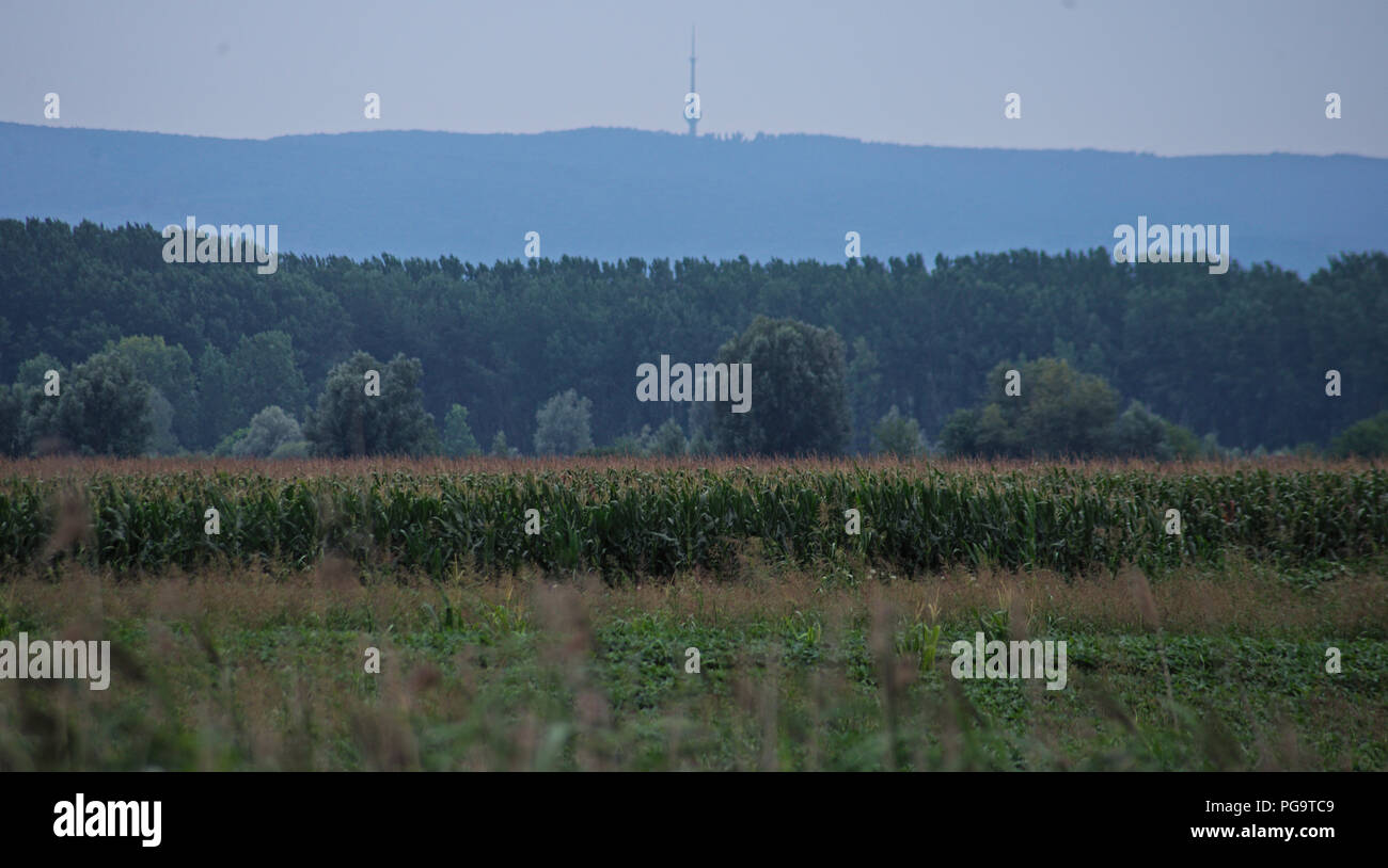 Field corn field hi-res stock photography and images - Alamy