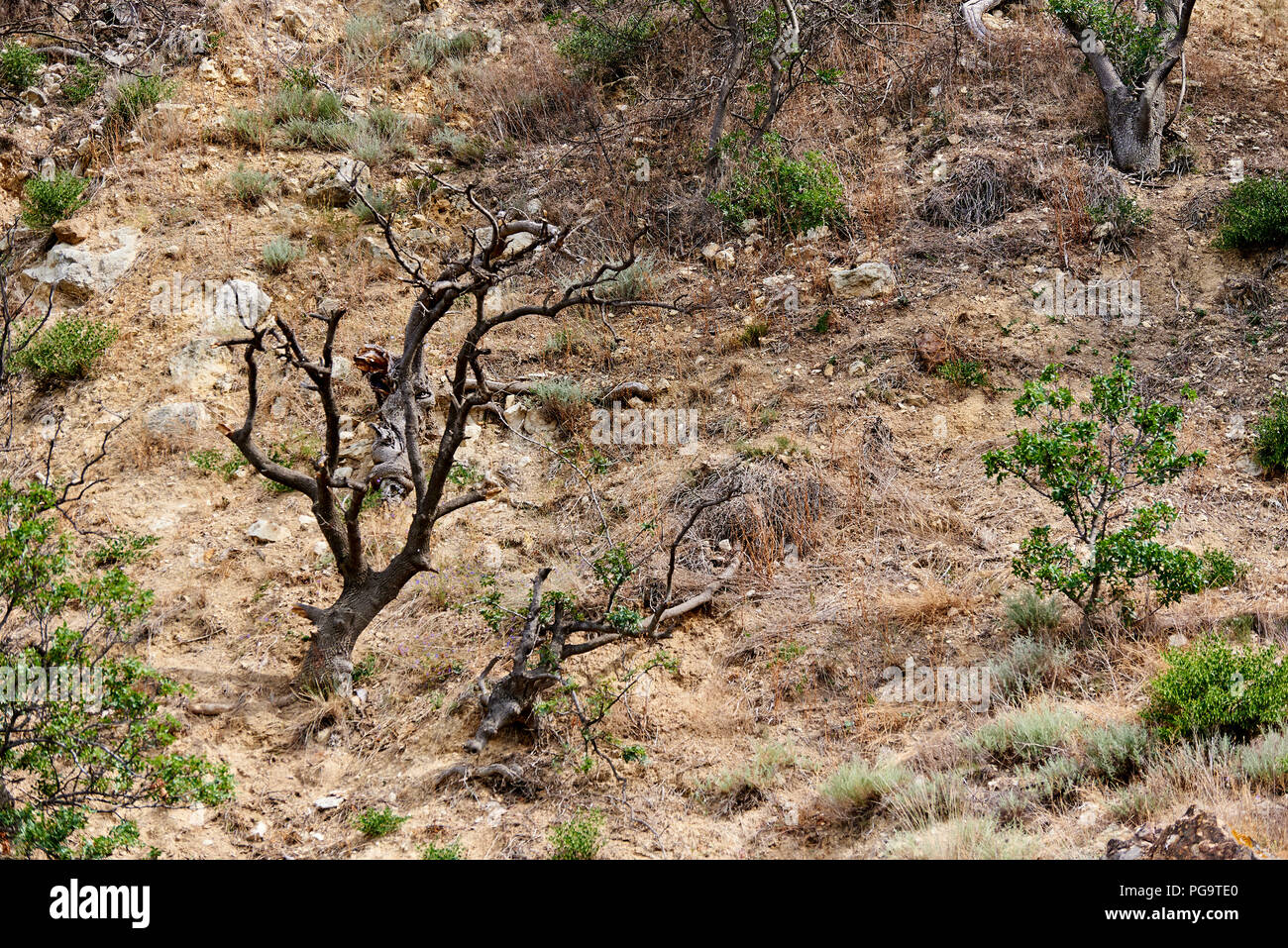 Plant of dry rocky slopes hi-res stock photography and images - Alamy