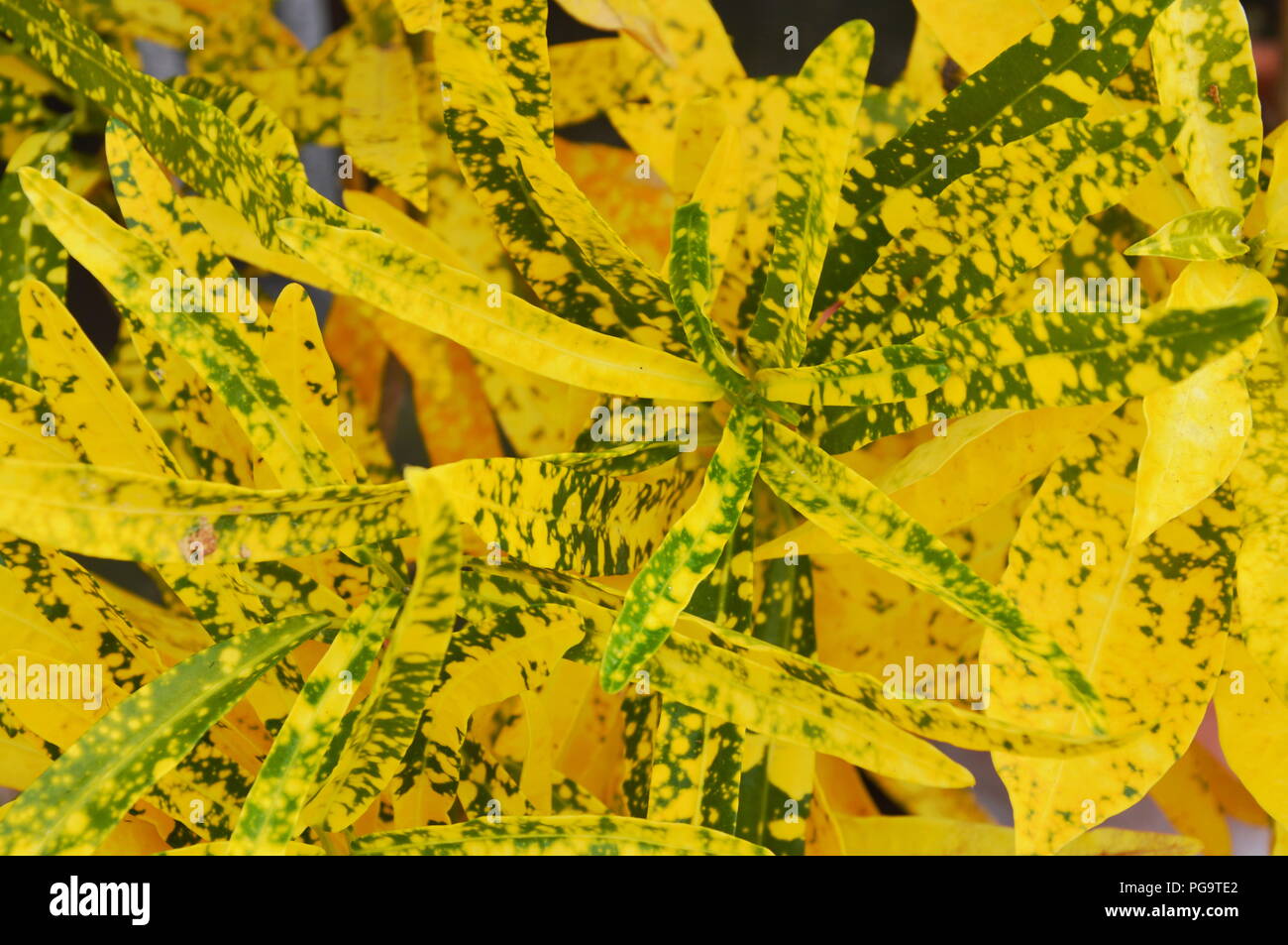 garden croton decorate plant in garden Stock Photo - Alamy