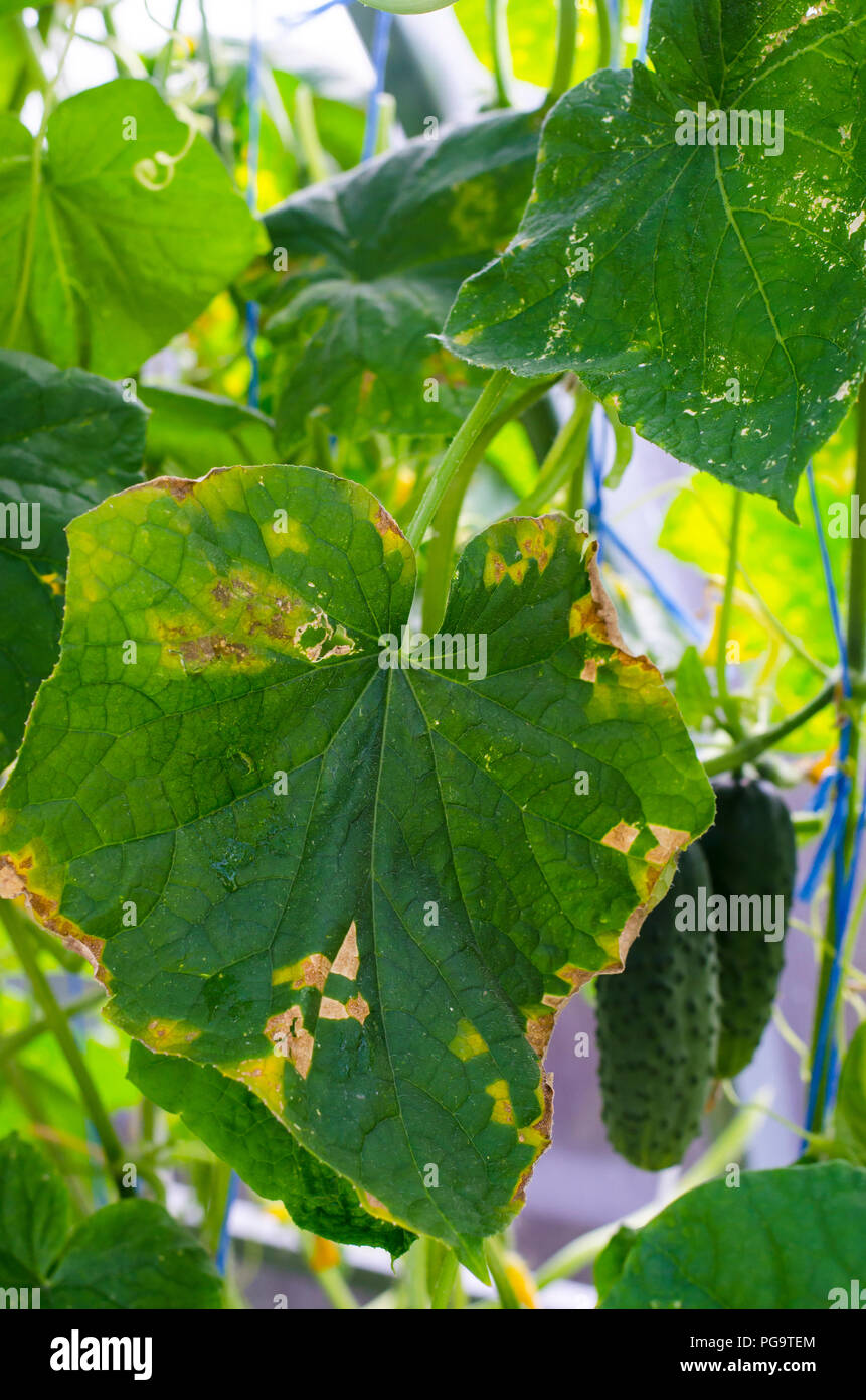 Diseases of cucumbers hi-res stock photography and images - Alamy