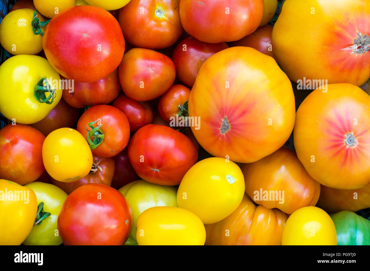 Harvest, mix tomatoes of different varieties and sizes. Studio Photo ...