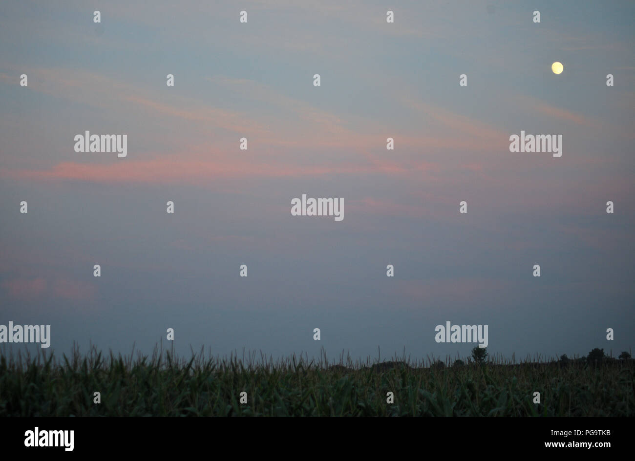 Sunset over corn field with moon in right corner Stock Photo - Alamy