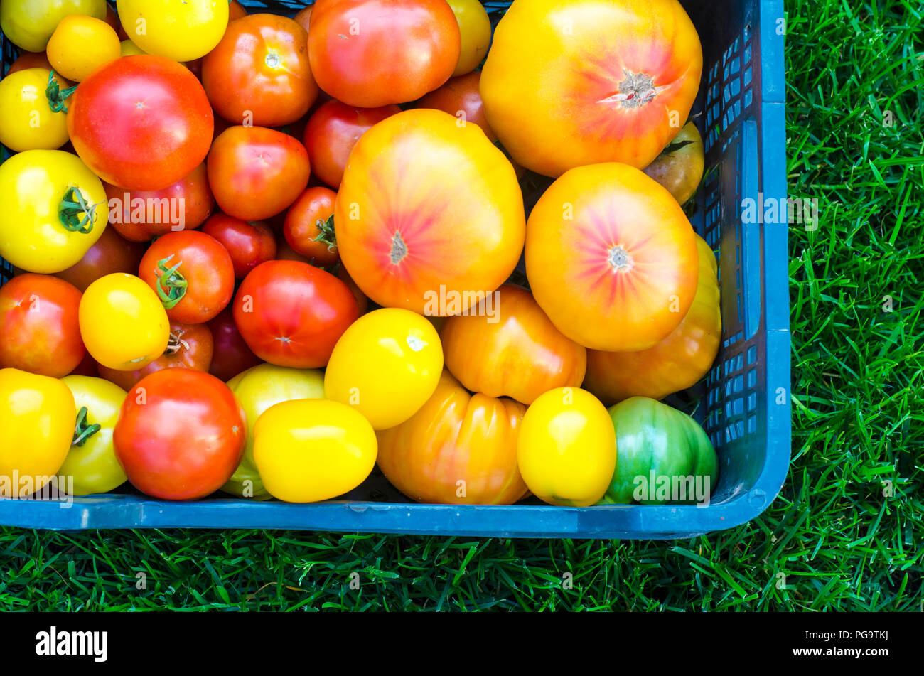 Harvest, mix tomatoes of different varieties and sizes. Studio Photo ...