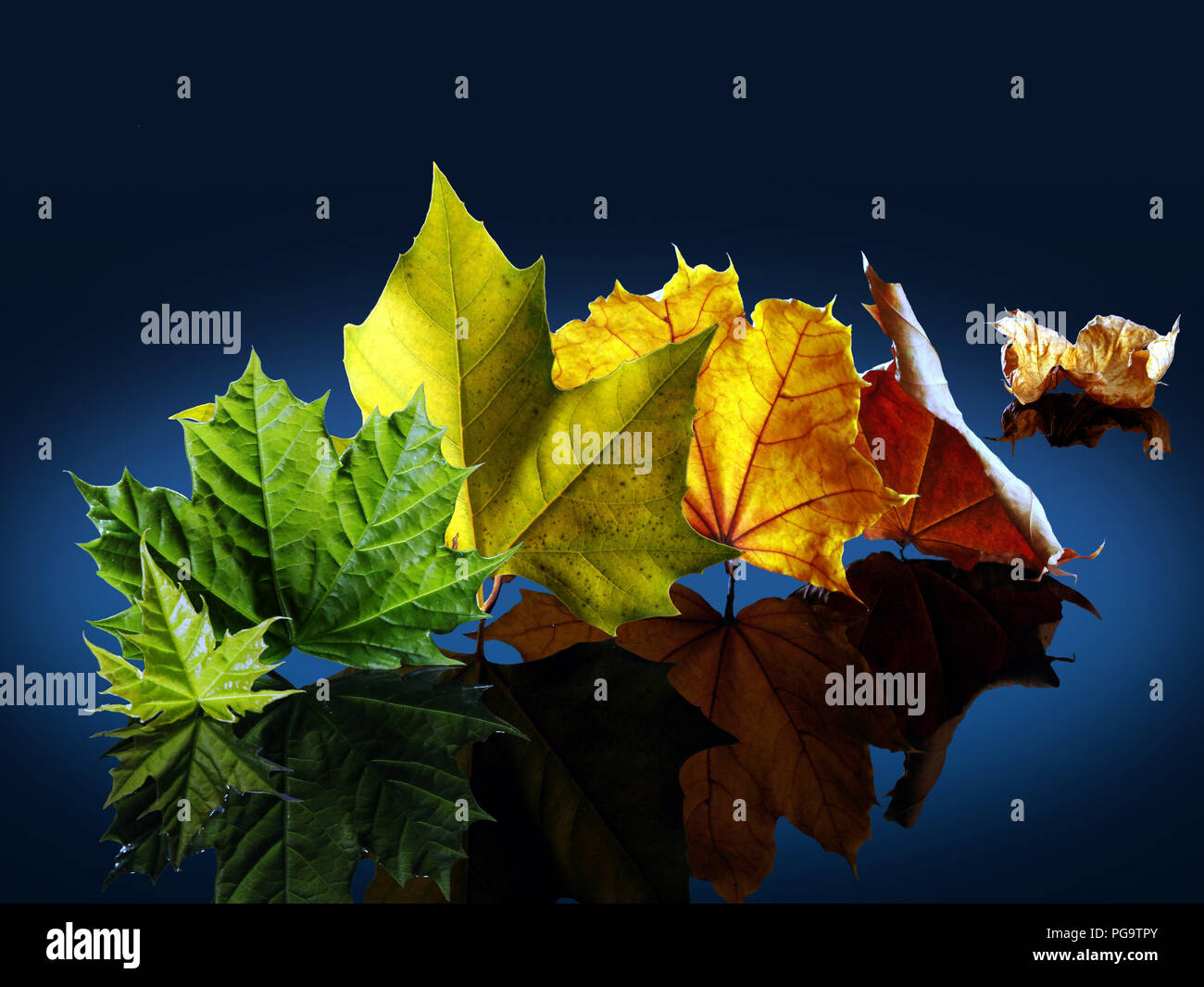 Time lapse plants hi-res stock photography and images - Alamy