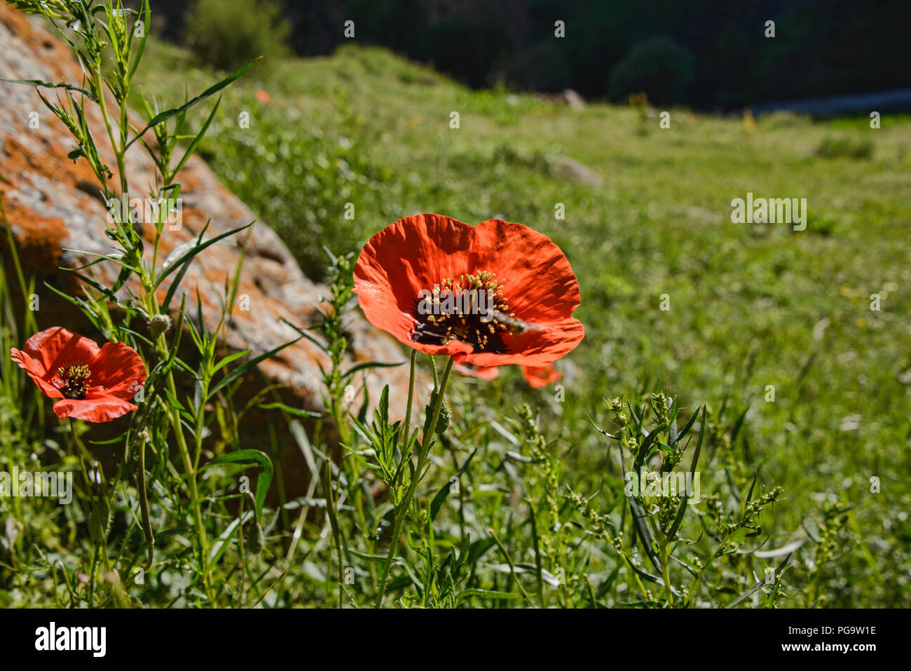 Poppies on the Heights of Alay route, Alay, Kygyzstan Stock Photo - Alamy