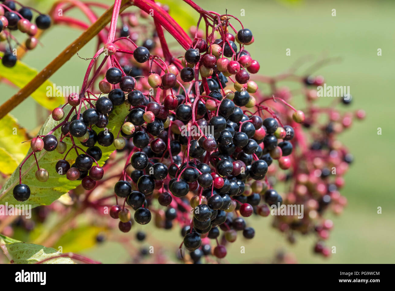 European Elder High Resolution Stock Photography and Images - Alamy