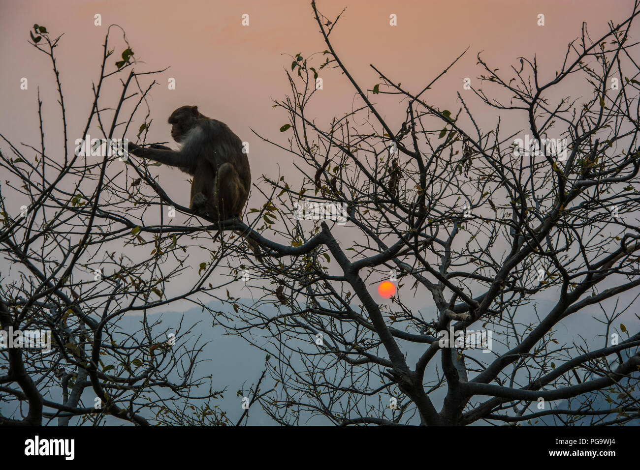 Buddhist monkey tree hi-res stock photography and images - Alamy