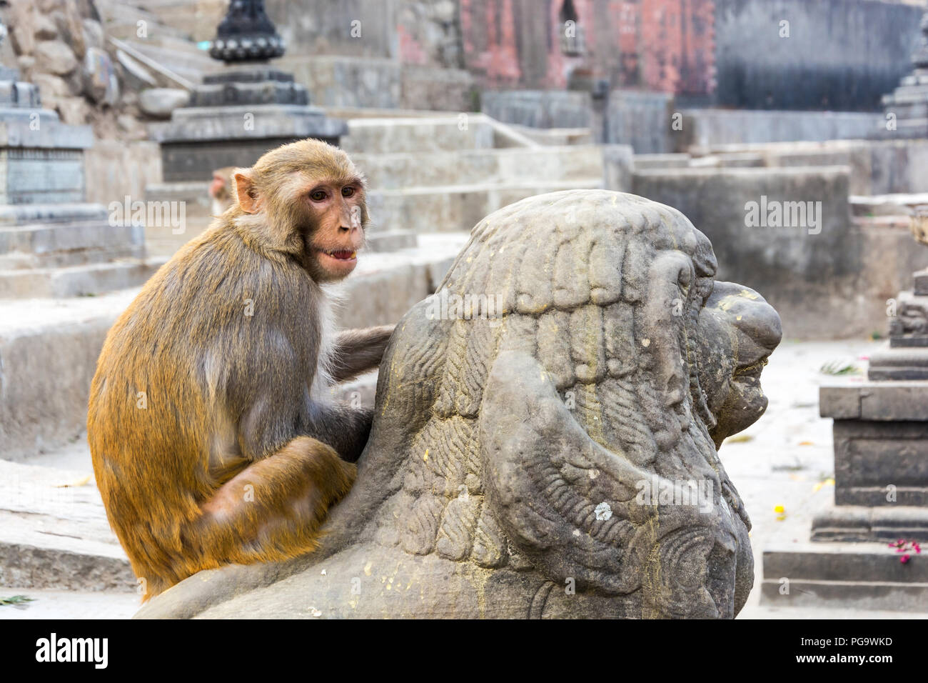 Red monkey and stone sculpture in the temple center of Swayambhunath ...