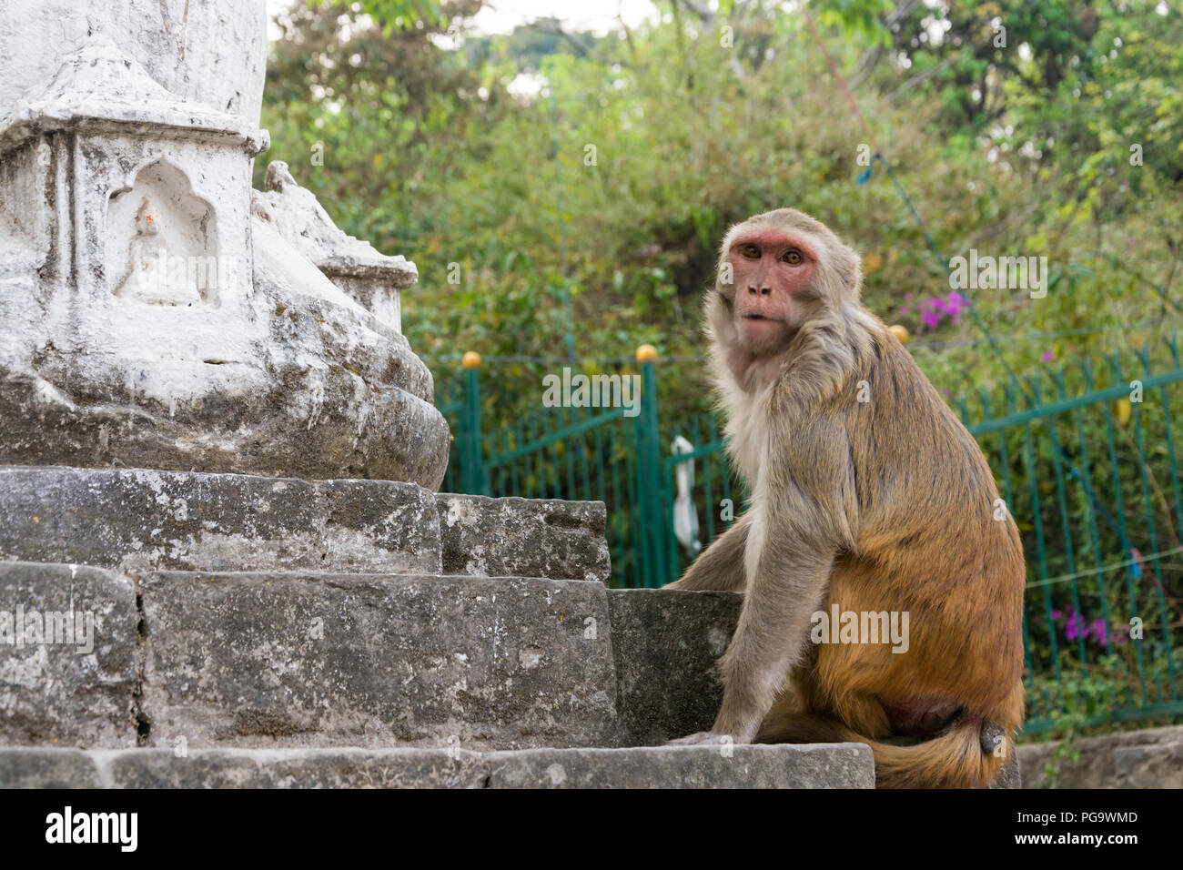 Red monkey and stone sculpture in the temple center of Swayambhunath ...