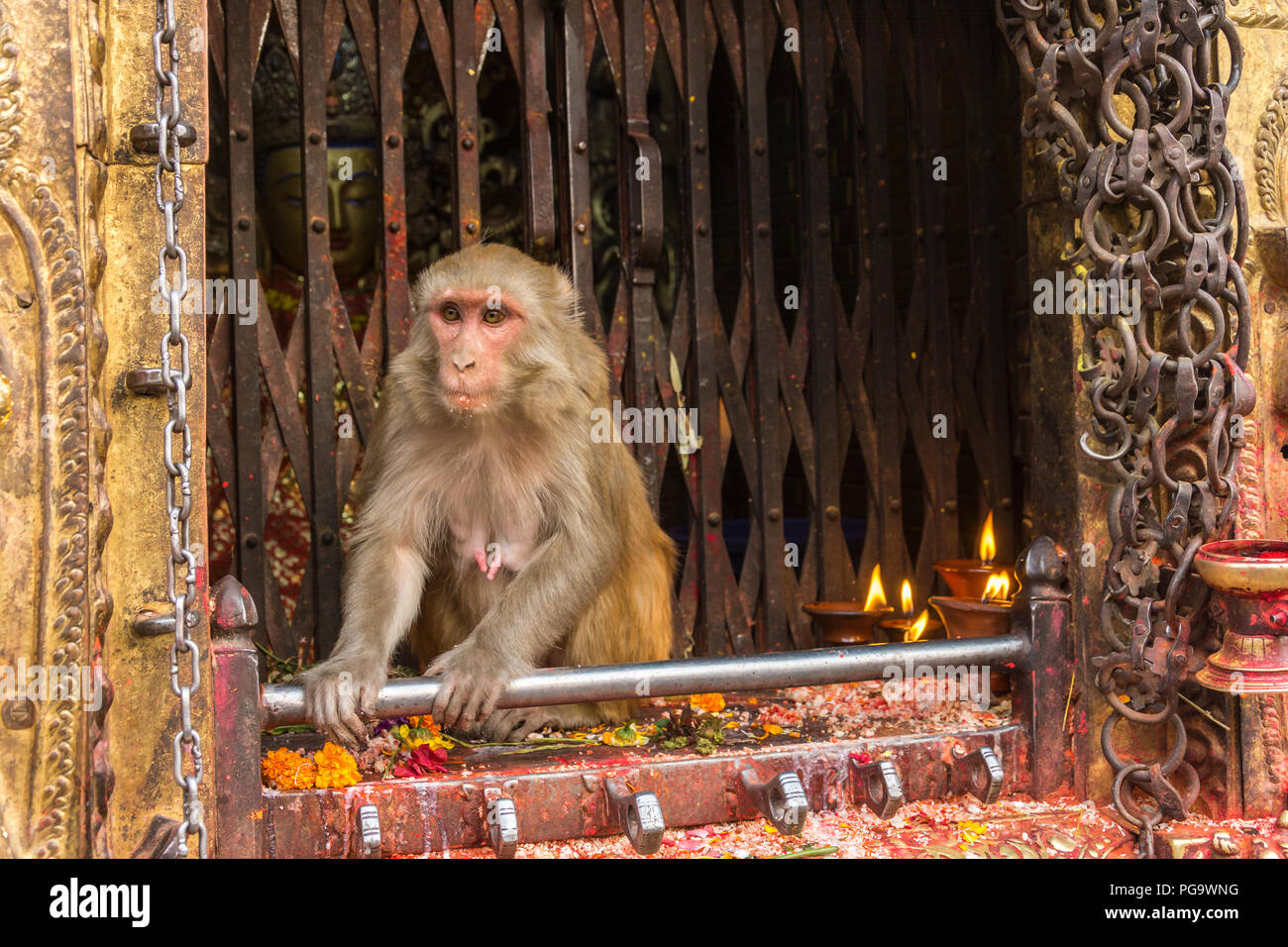 Red monkey and burning candles in the temple center of Swayambhunath ...
