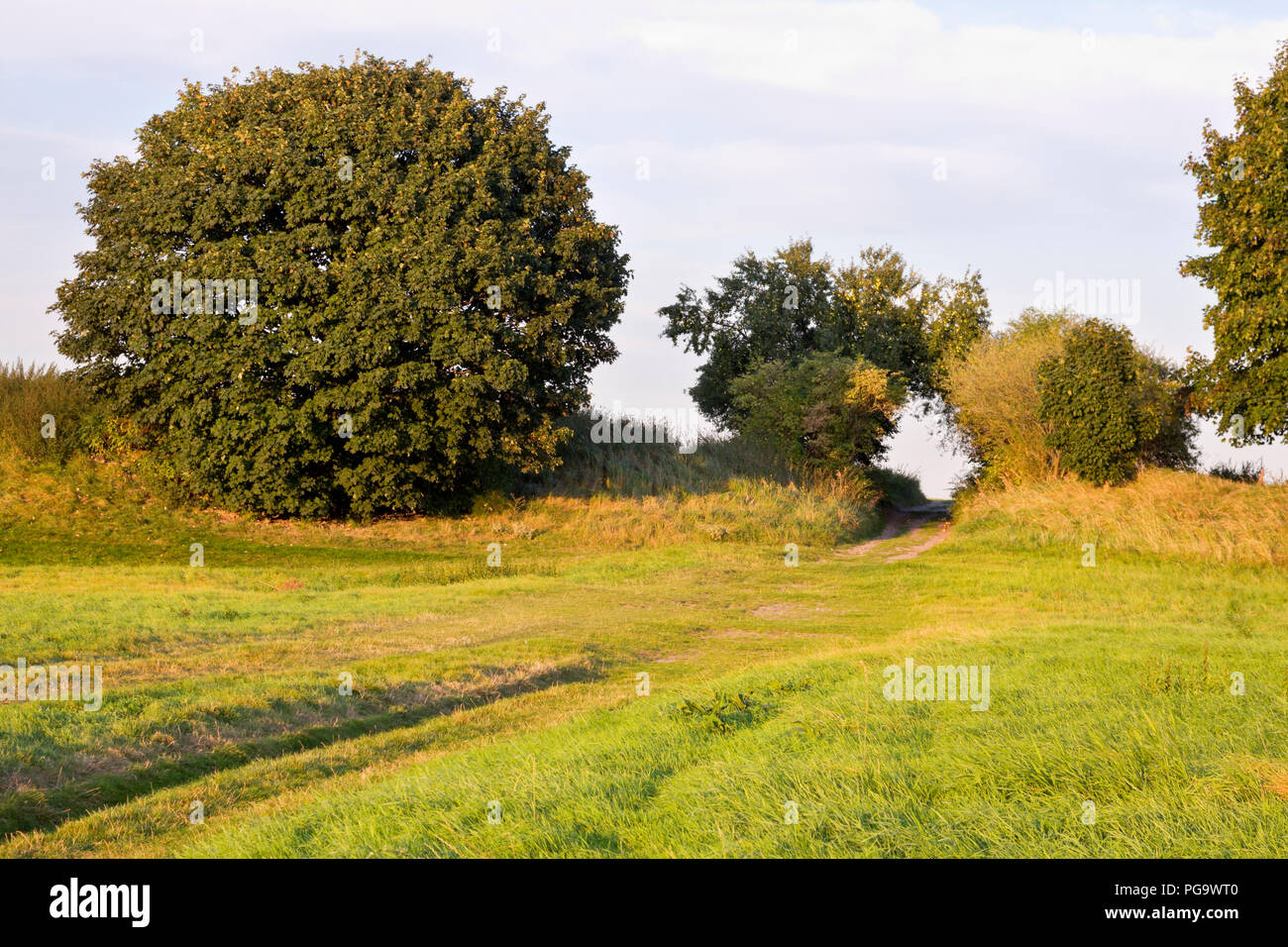Running through a tunnel of trees hi-res stock photography and images ...