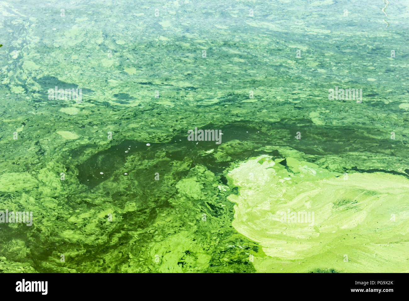 Algal blooms pond hi-res stock photography and images - Alamy