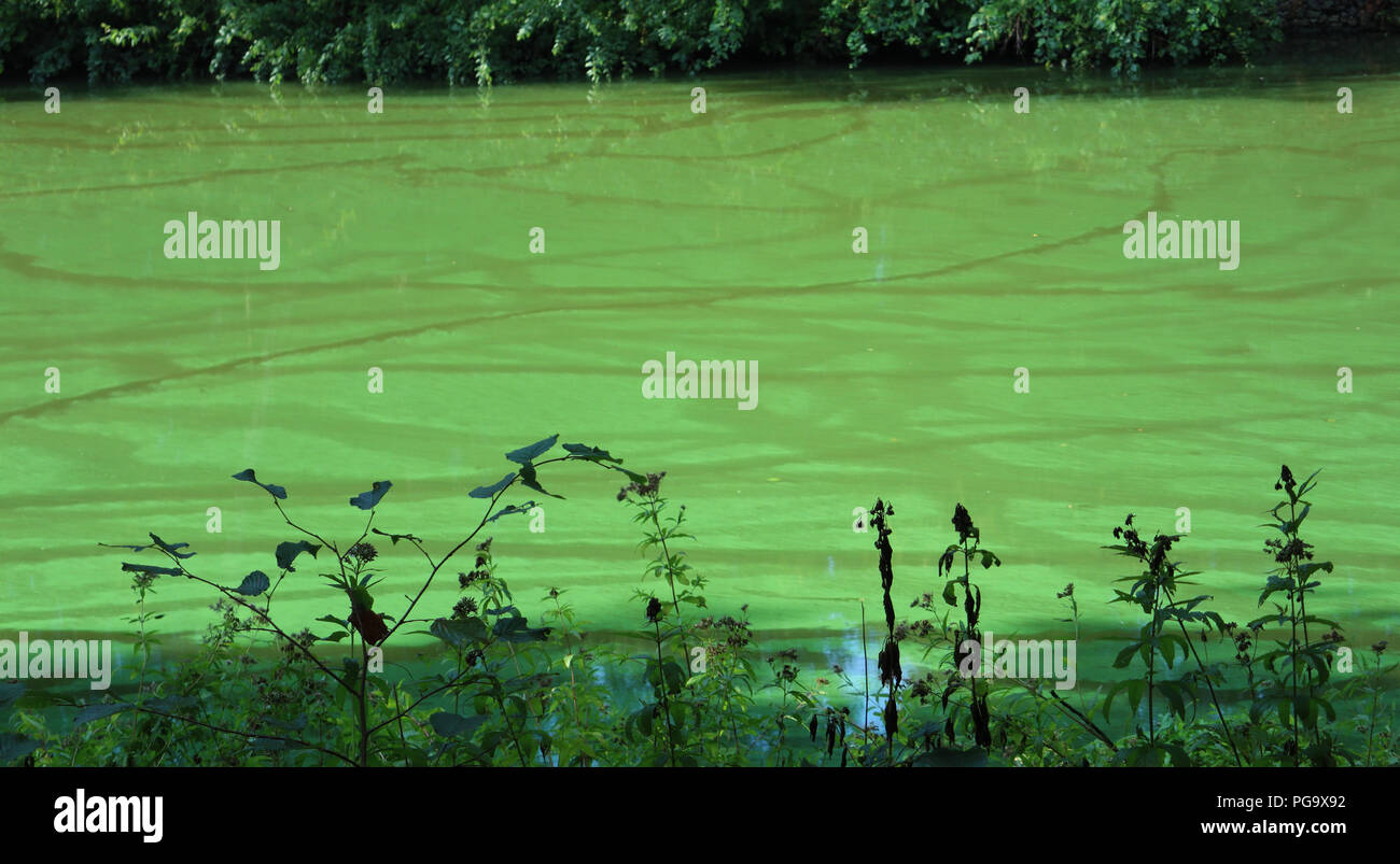 water with cyanobacteria which color the water green Stock Photo - Alamy