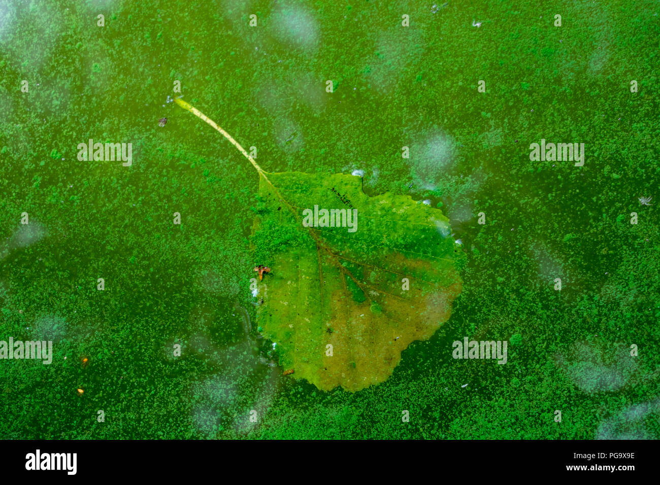 water with cyanobacteria which color the water green Stock Photo - Alamy