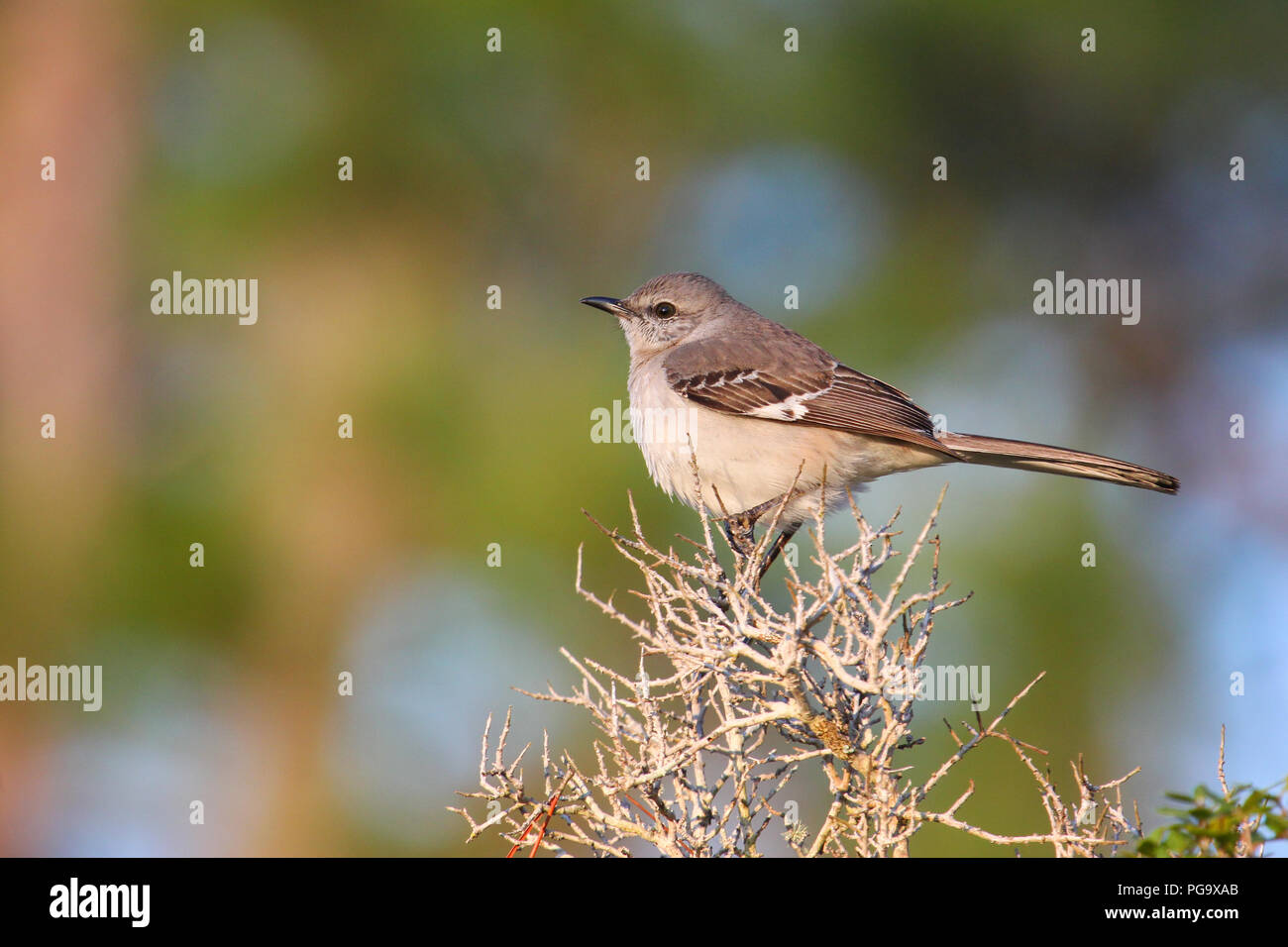 Northern mockingbird hi-res stock photography and images - Alamy