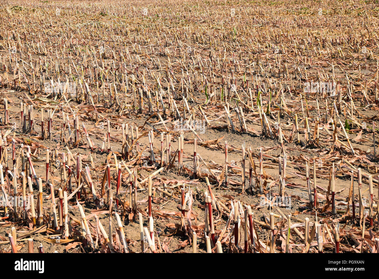 Maize Stubble High Resolution Stock Photography and Images - Alamy