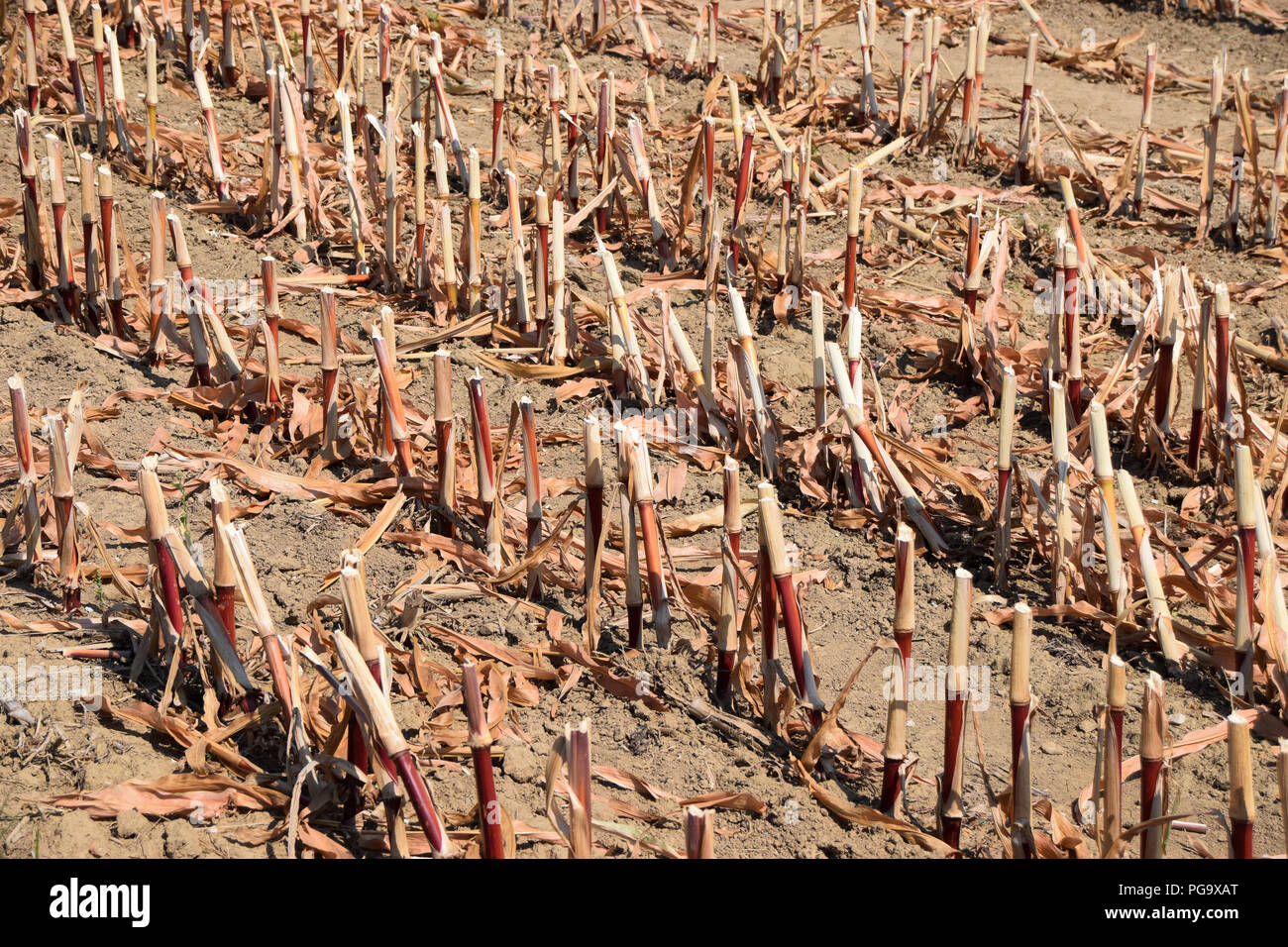 mown maize field stubble in the midday sun, cornfield stubble after ...