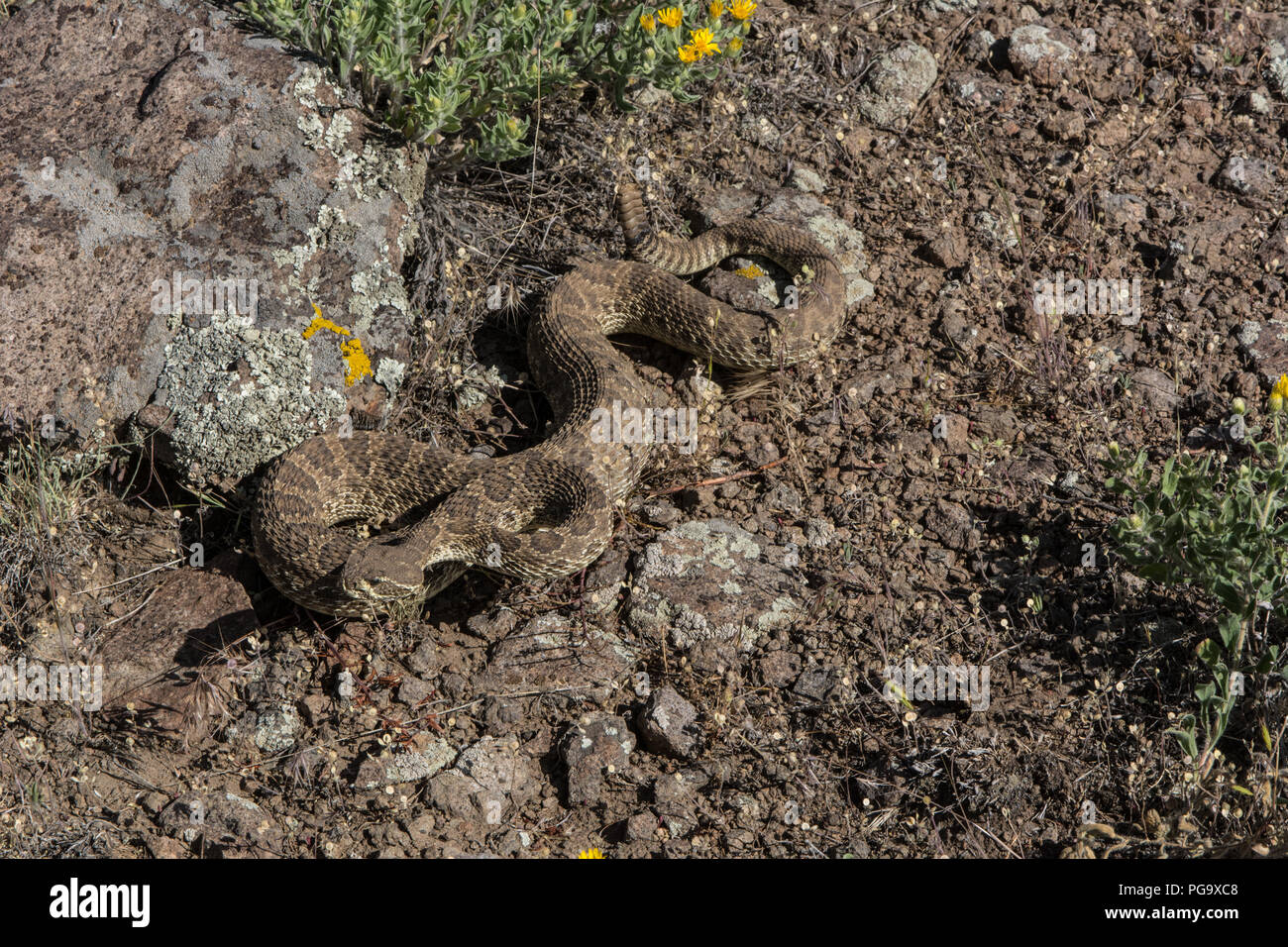 An adult male Prairie Rattlesnake (Crotalus viridis) coiled defensively ...