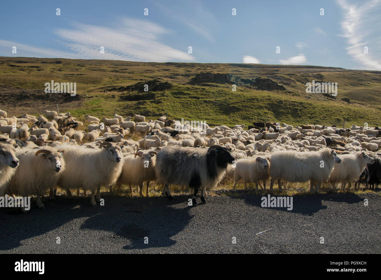 Sheep crossing the road in the Icelandic country side Stock Photo - Alamy