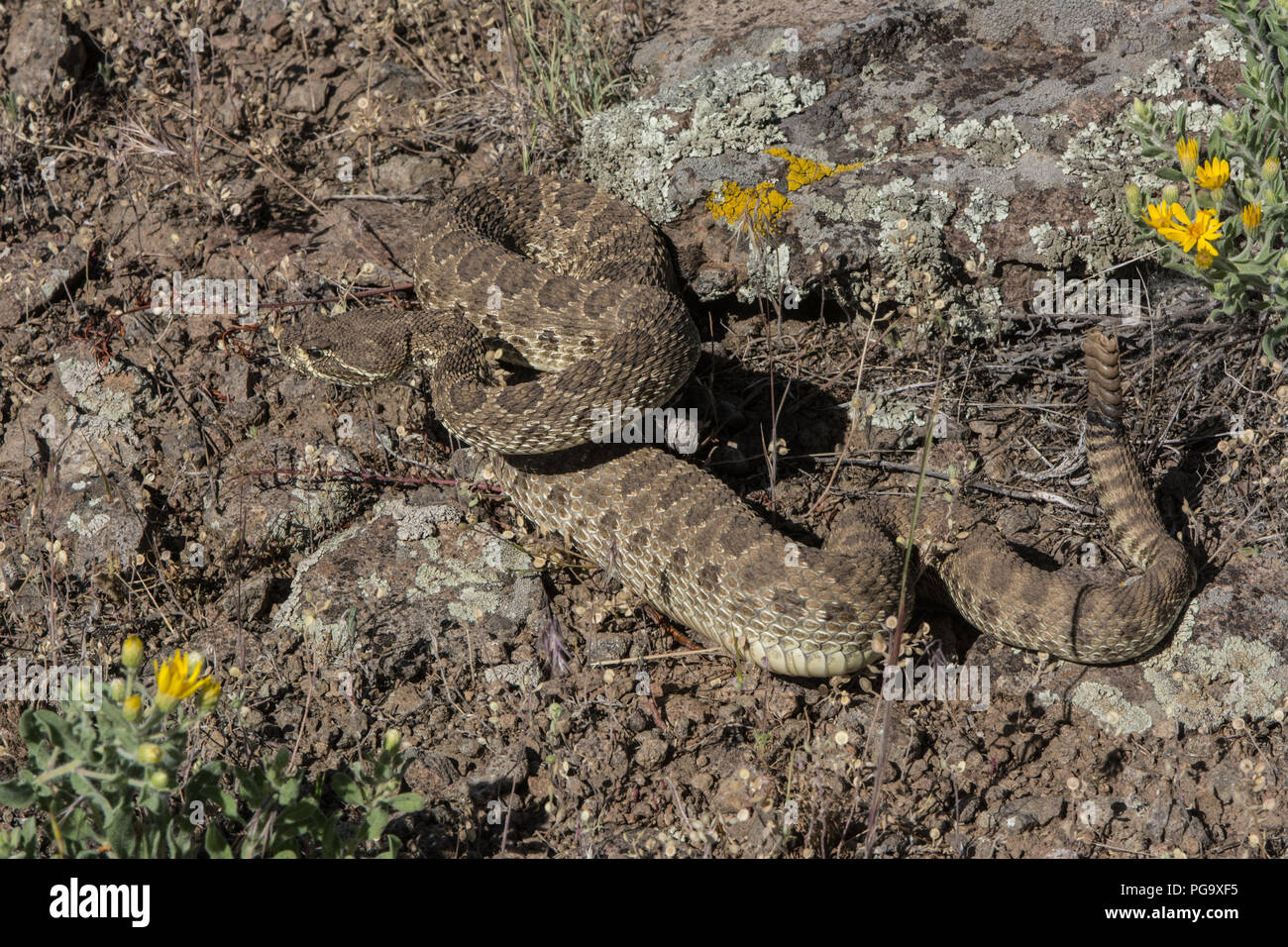 An adult male Prairie Rattlesnake (Crotalus viridis) coiled defensively ...