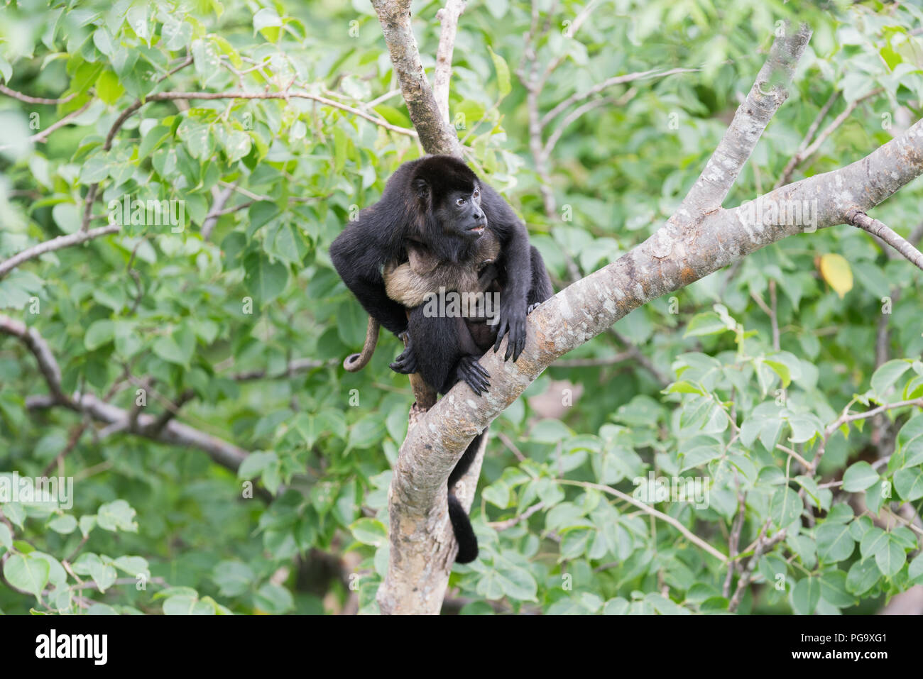 Monkey mother baby jungle tree hi-res stock photography and images - Alamy