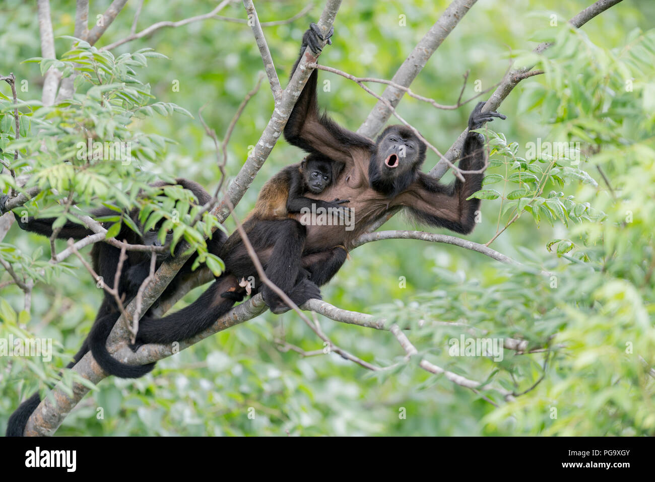Howler Monkey and child in tree canopy Stock Photo - Alamy