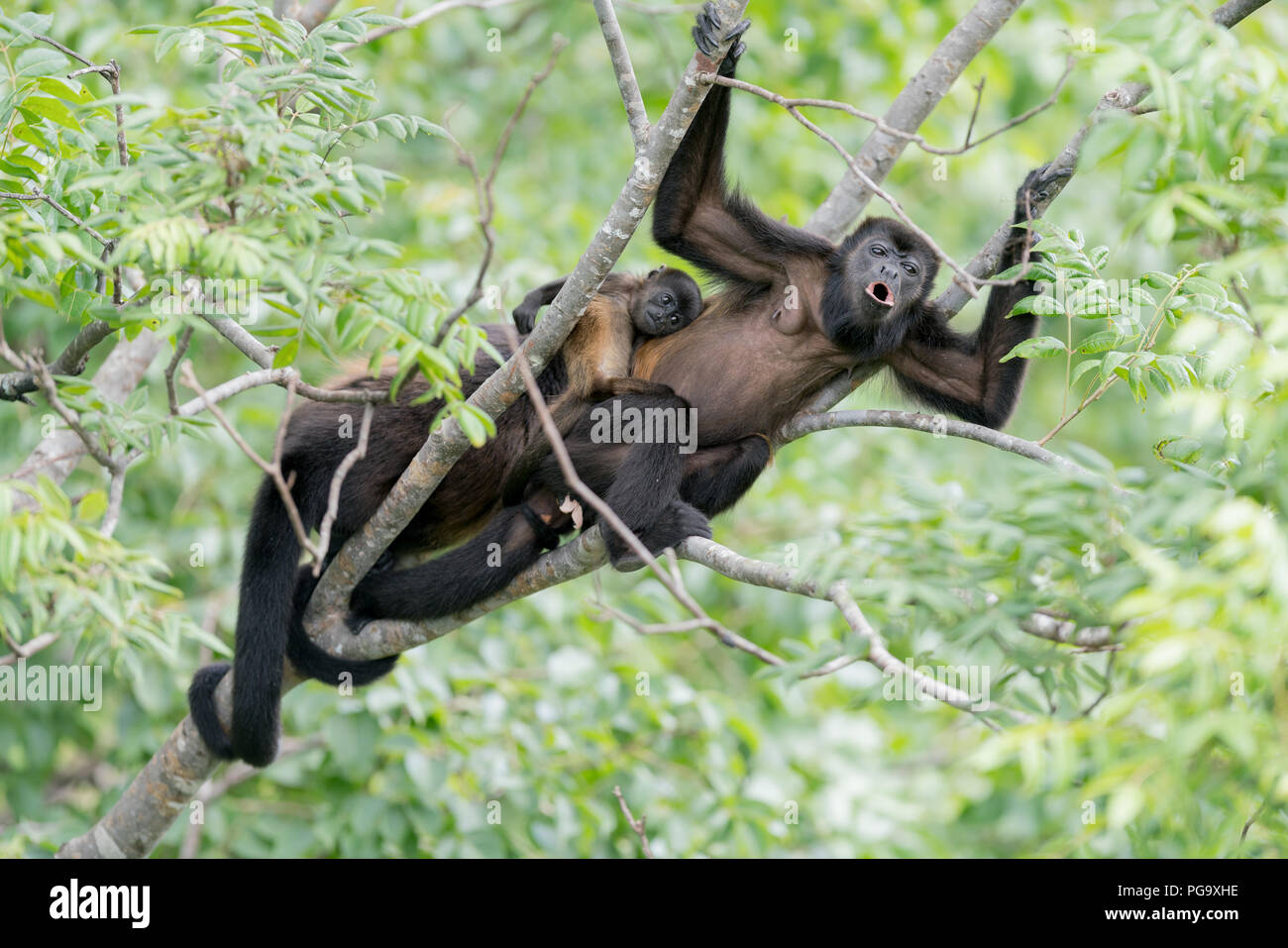 Howler Monkey and child in tree canopy Stock Photo - Alamy