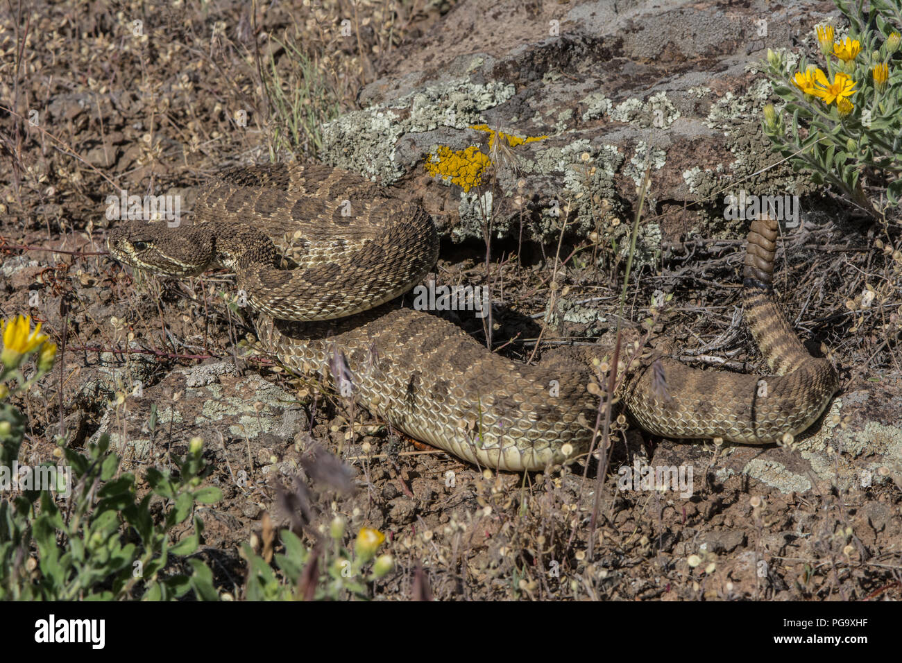 An adult male Prairie Rattlesnake (Crotalus viridis) coiled defensively ...