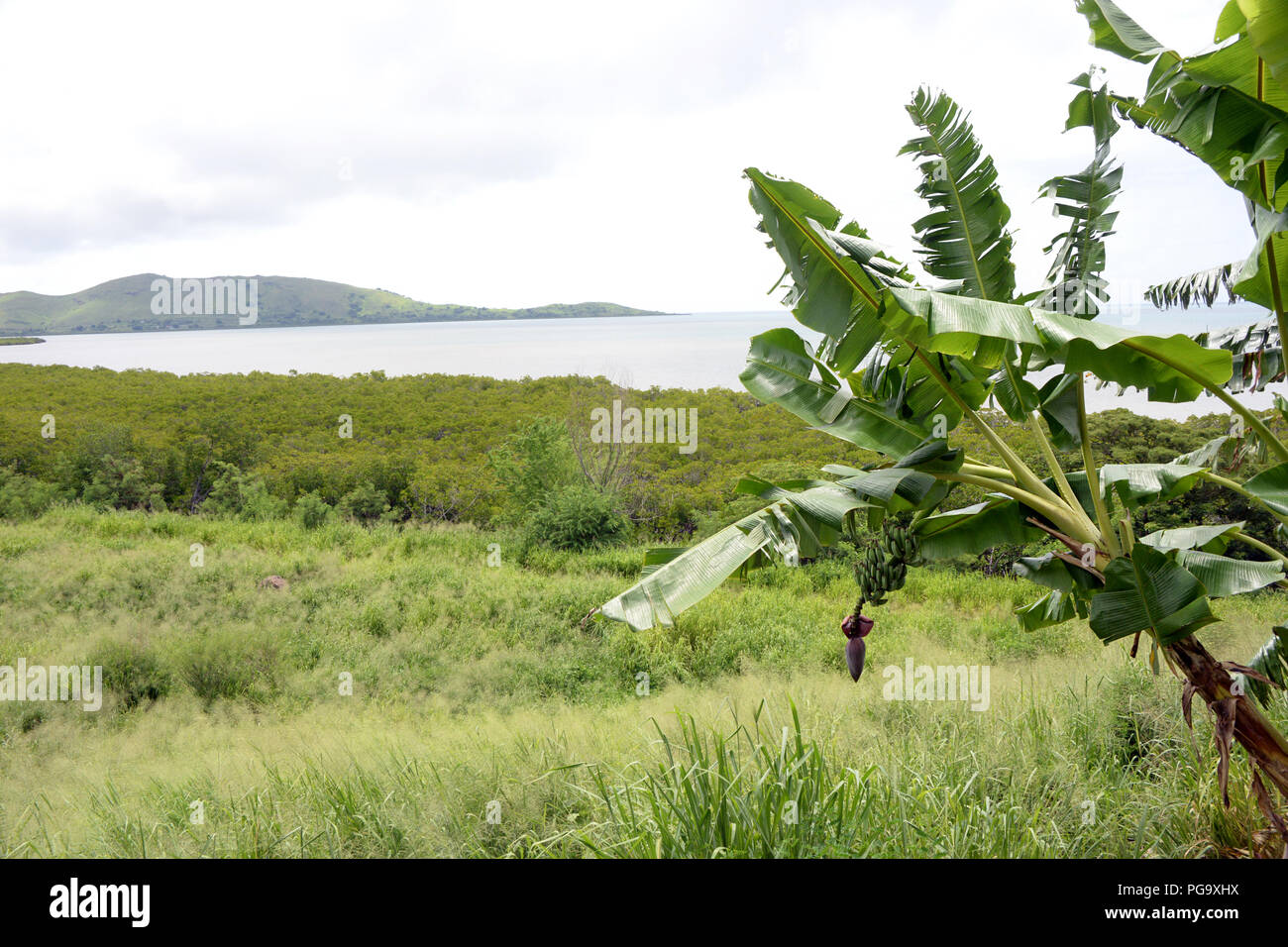 Fiji Fruit Trees