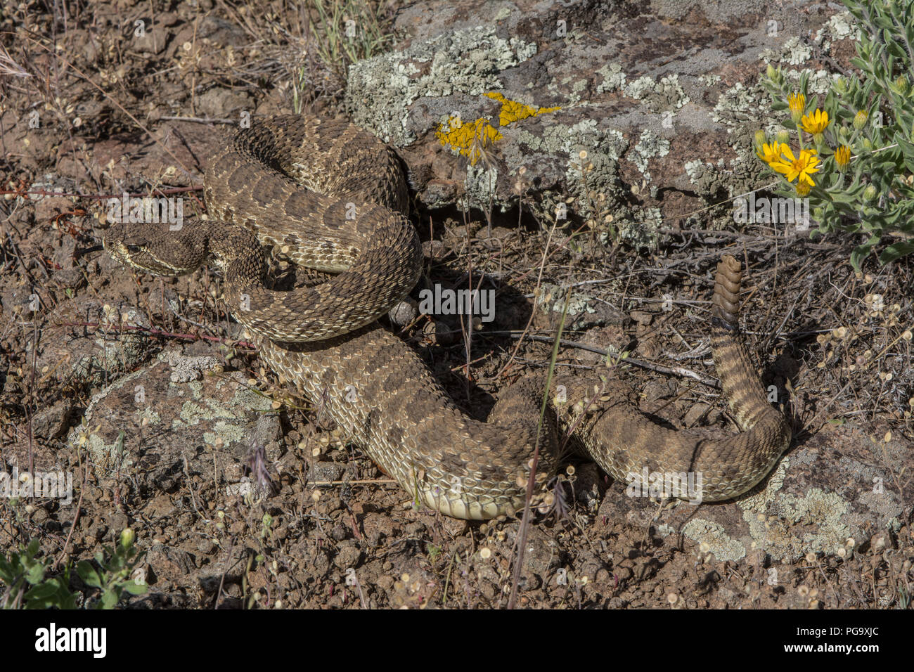 An adult male Prairie Rattlesnake (Crotalus viridis) coiled defensively ...