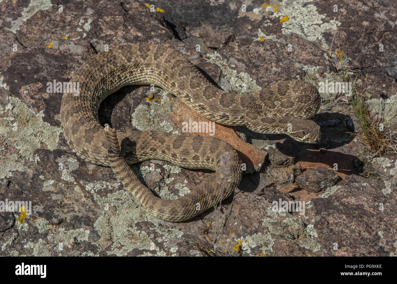 An adult male Prairie Rattlesnake (Crotalus viridis) coiled defensively ...