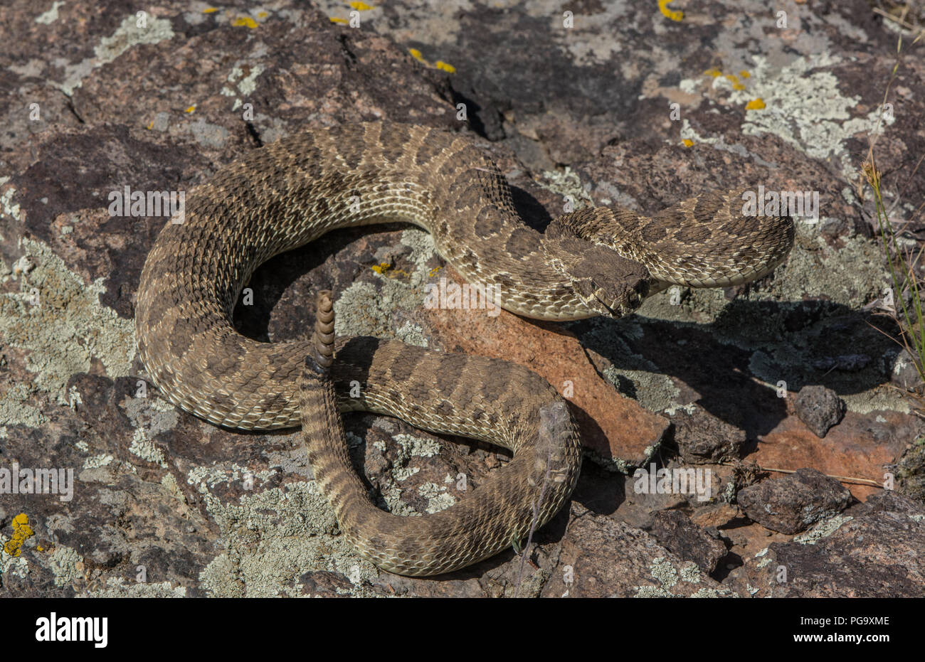 An adult male Prairie Rattlesnake (Crotalus viridis) coiled defensively ...