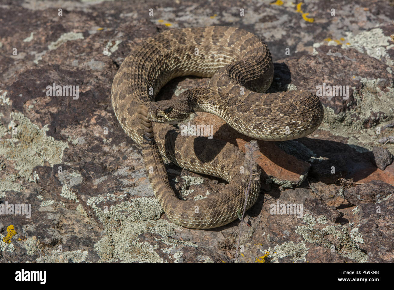 An adult male Prairie Rattlesnake (Crotalus viridis) coiled defensively ...
