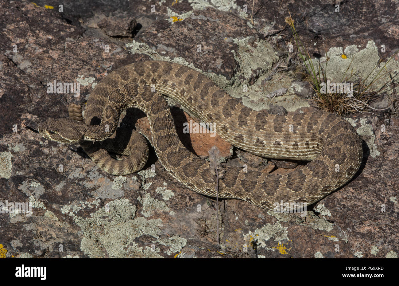 An adult male Prairie Rattlesnake (Crotalus viridis) coiled defensively ...