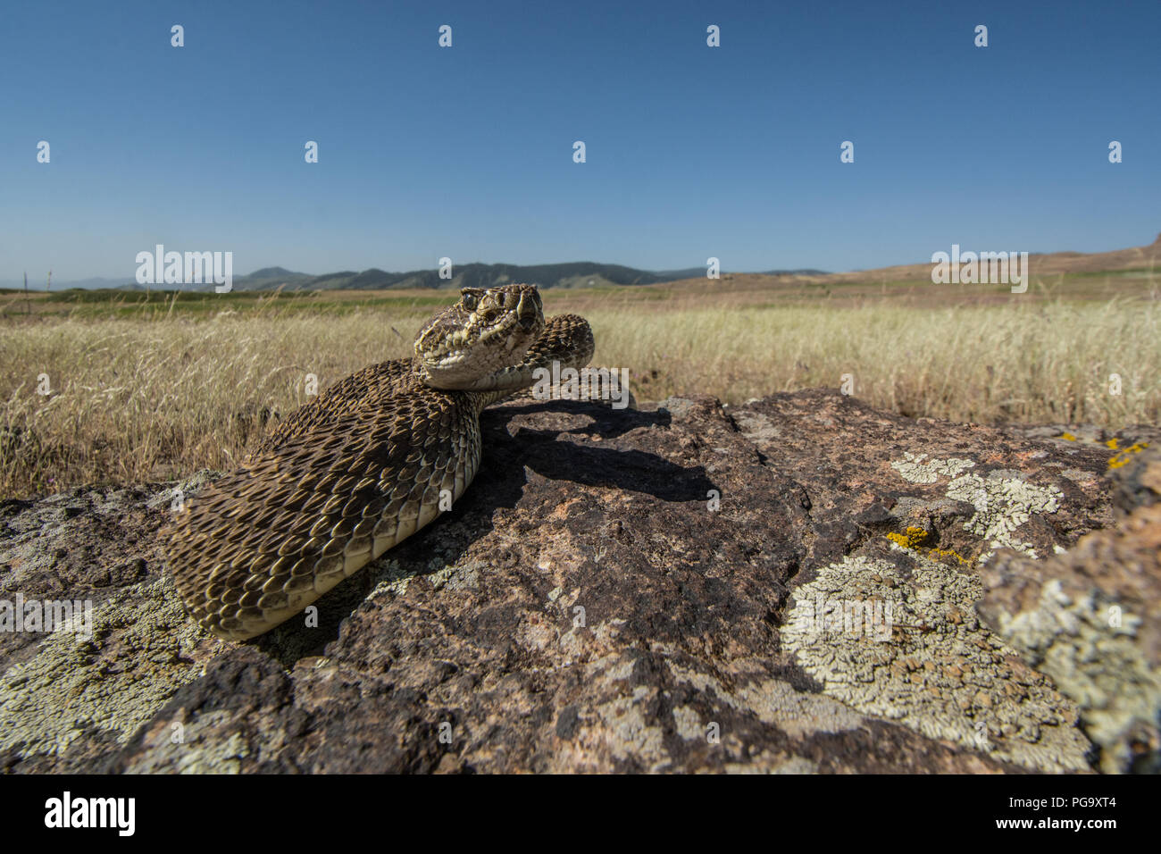 An adult male Prairie Rattlesnake (Crotalus viridis) coiled defensively ...