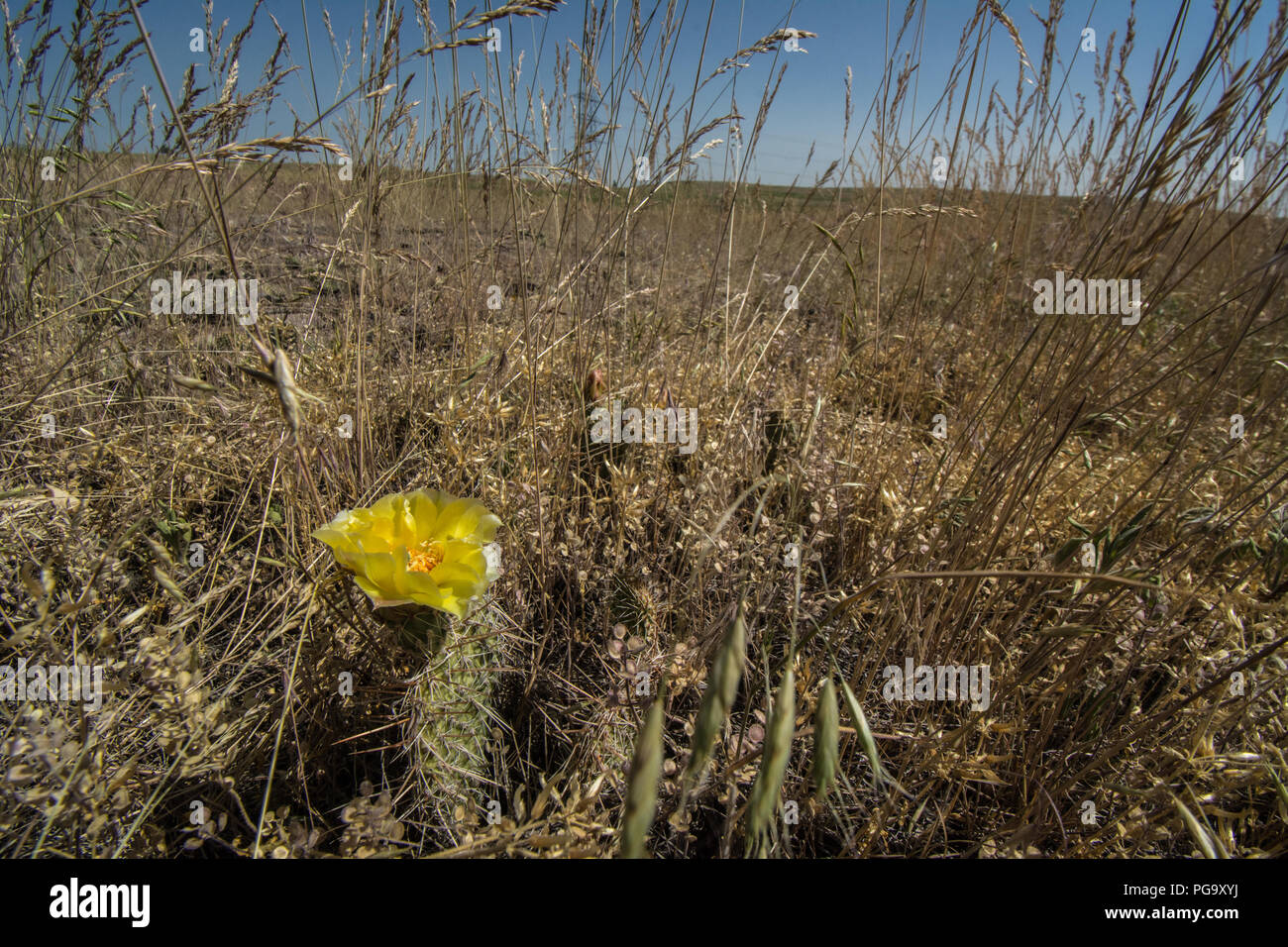 Great Plains Mixed Grass Prairie on top of North Table Mountain Park ...
