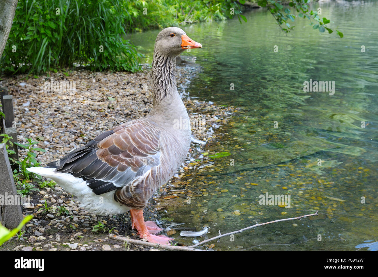 gray goose on the lake Stock Photo - Alamy