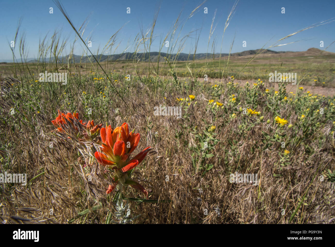 Great Plains Mixed Grass Prairie on top of North Table Mountain Park ...