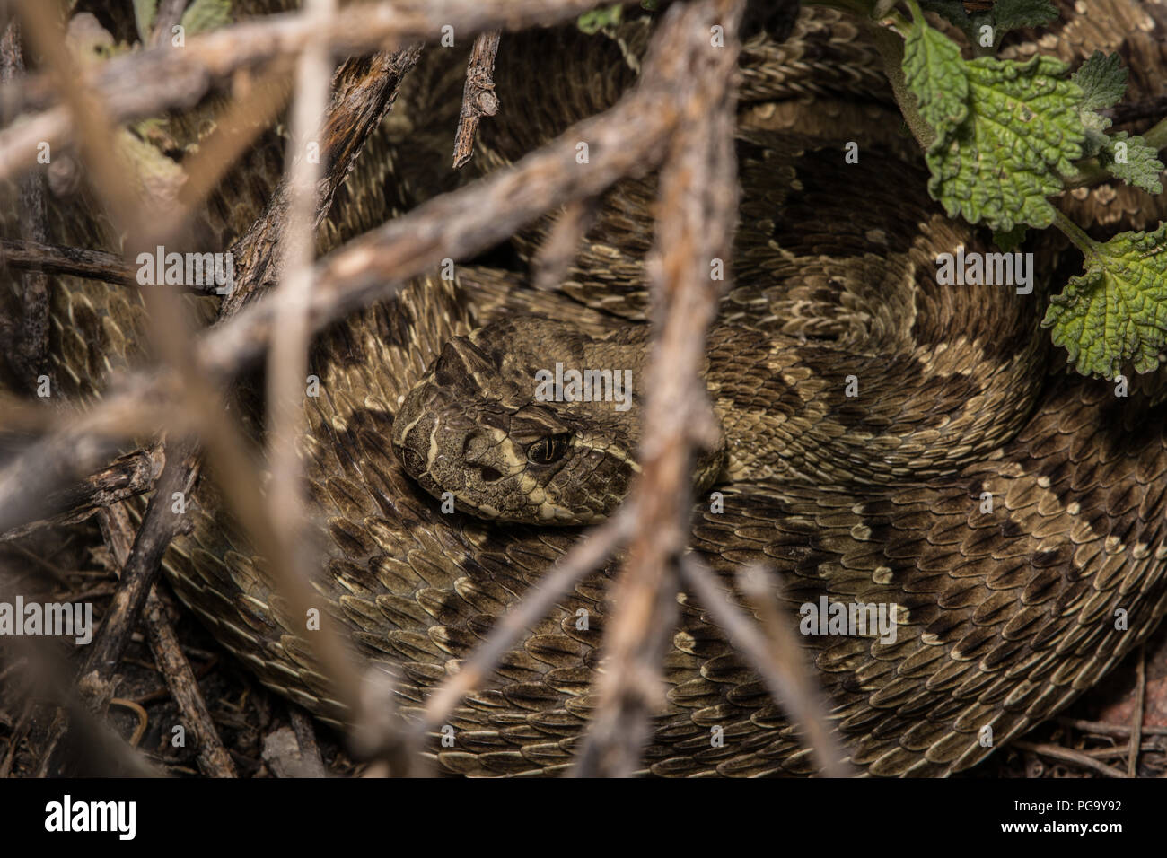 An adult male Prairie Rattlesnake (Crotalus viridis) coiled in ambush ...