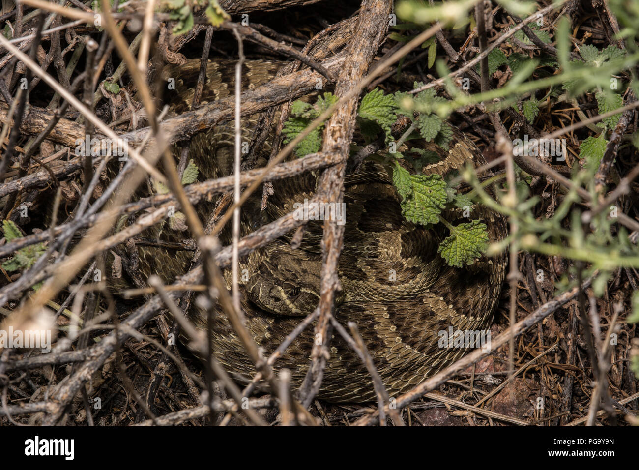 An adult male Prairie Rattlesnake (Crotalus viridis) coiled in ambush ...