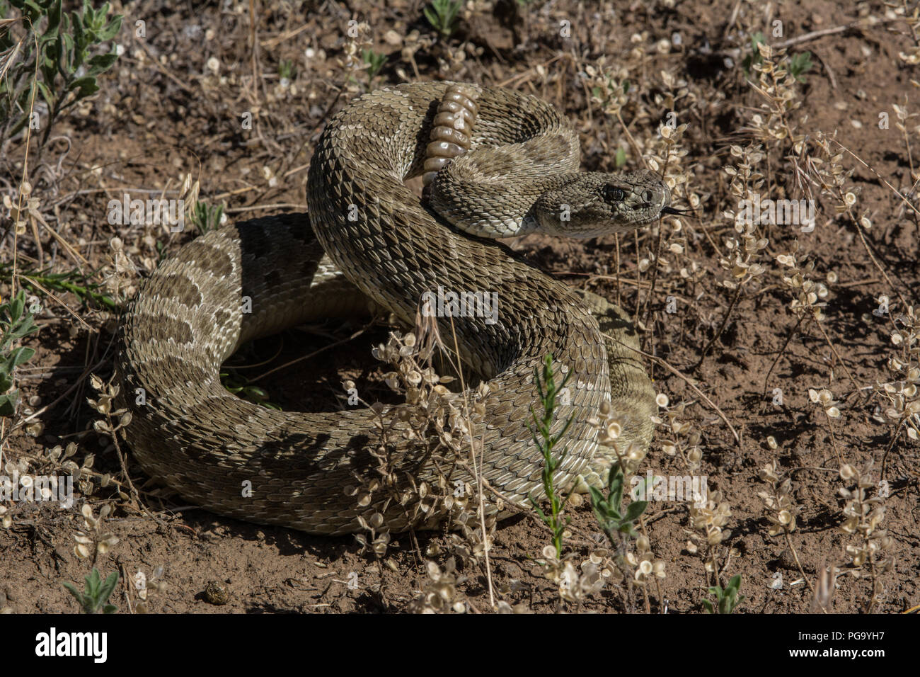 An adult male Prairie Rattlesnake (Crotalus viridis) coiled defensively ...