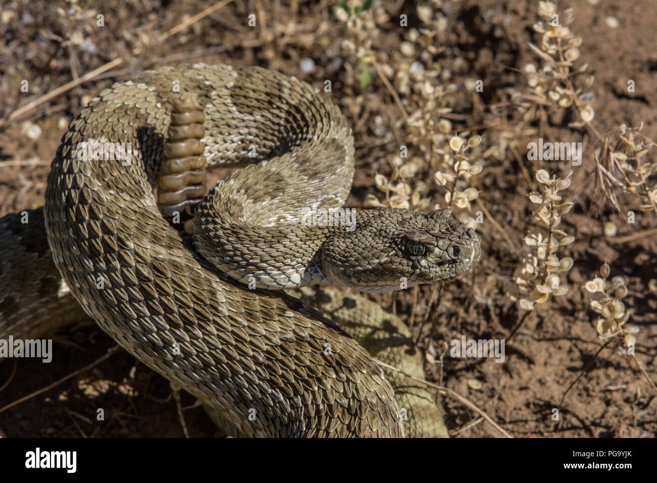 Ground Rattlesnake High Resolution Stock Photography and Images - Alamy