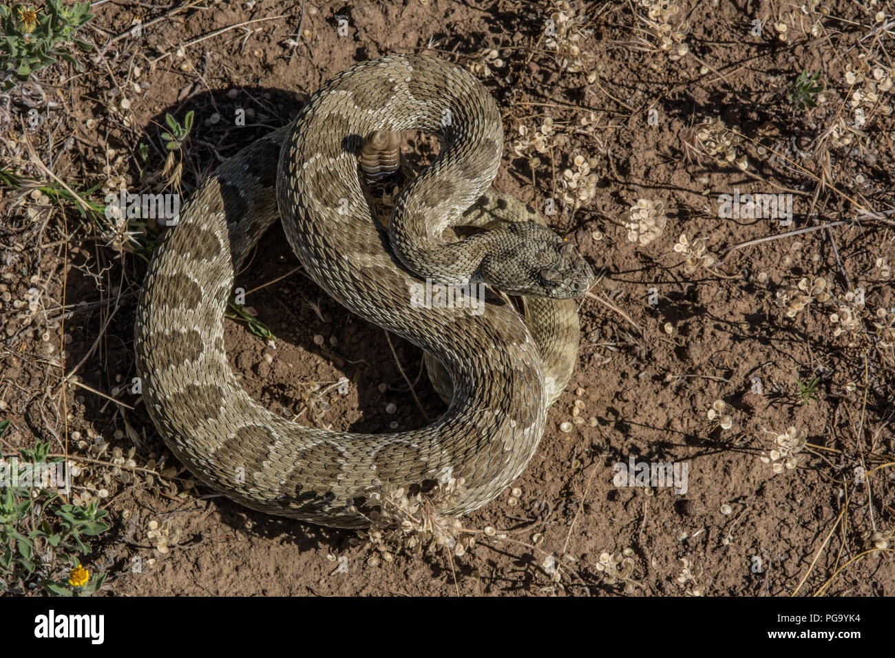 Ground Rattlesnake High Resolution Stock Photography and Images - Alamy
