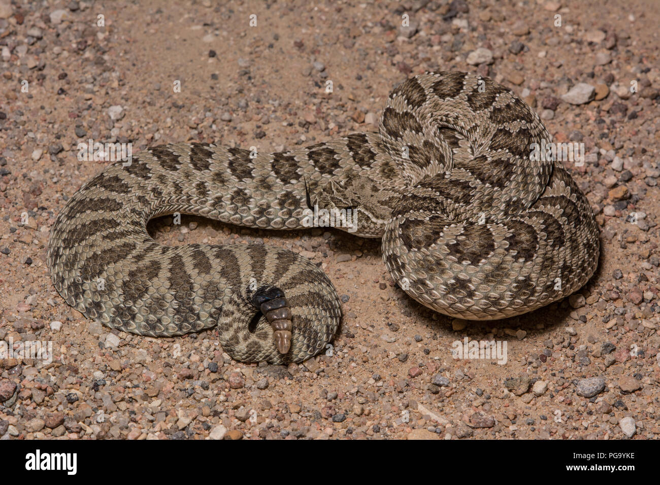 An adult female Prairie Rattlesnake (Crotalus viridis) crosses a gravel ...