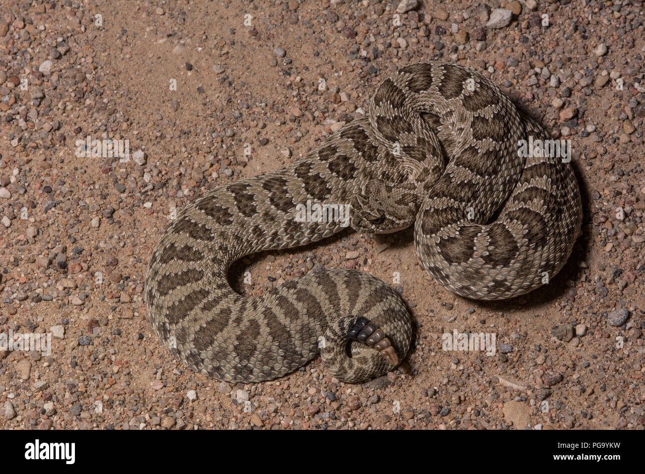 An adult female Prairie Rattlesnake (Crotalus viridis) crosses a gravel ...
