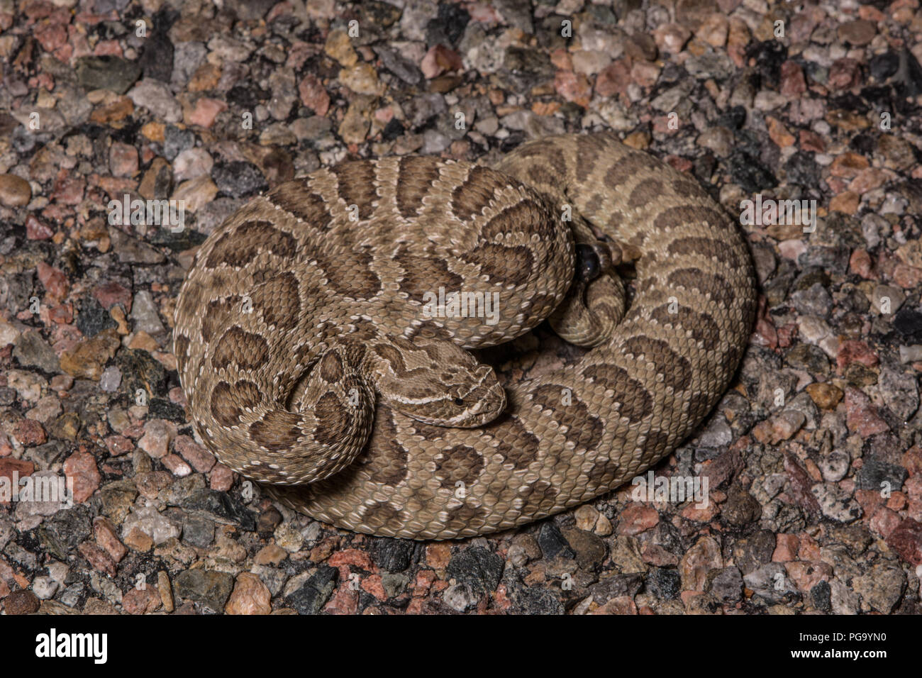 Coiled Rattlesnake Tattoo