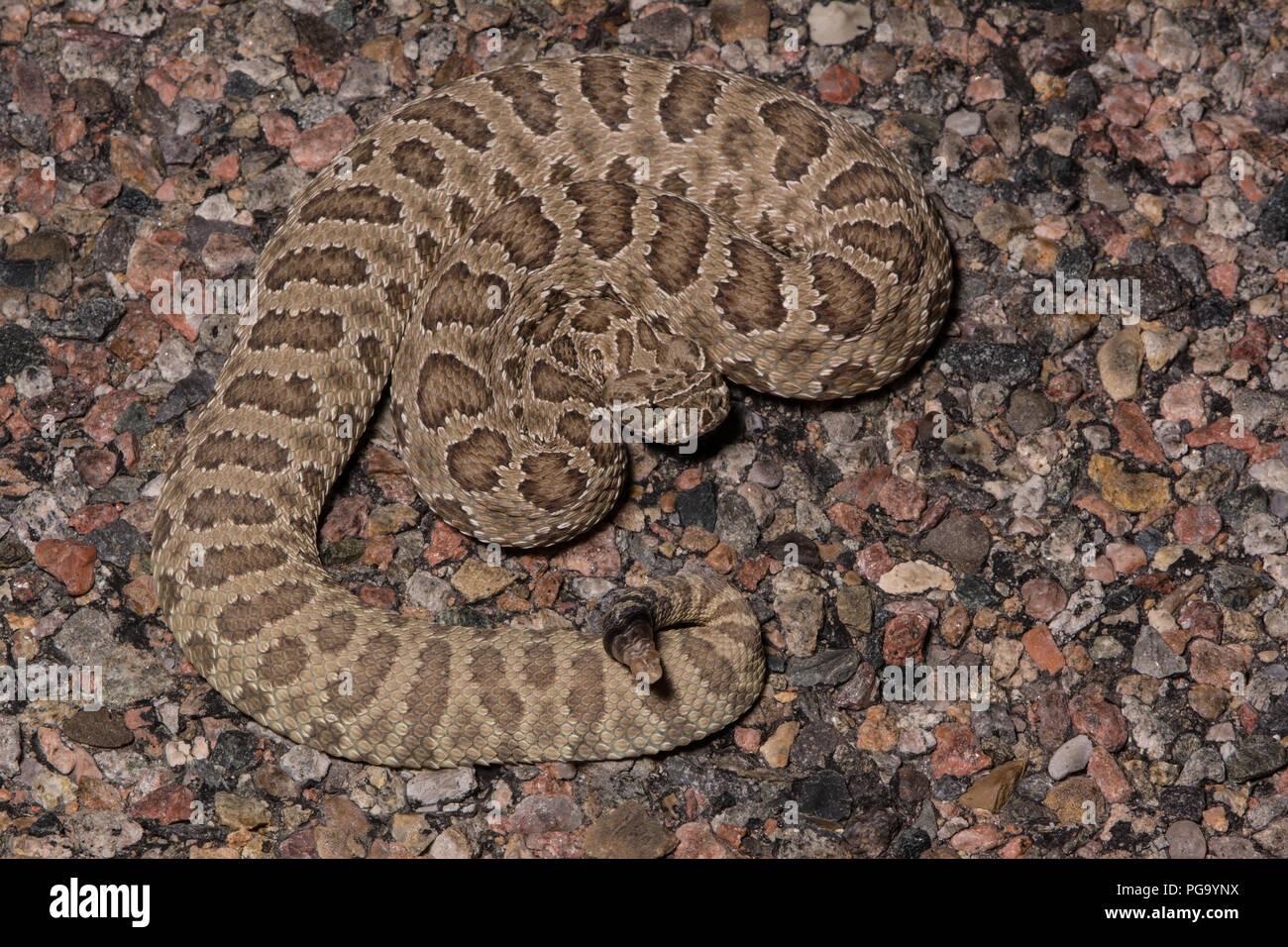 Rattler tail hi-res stock photography and images - Alamy